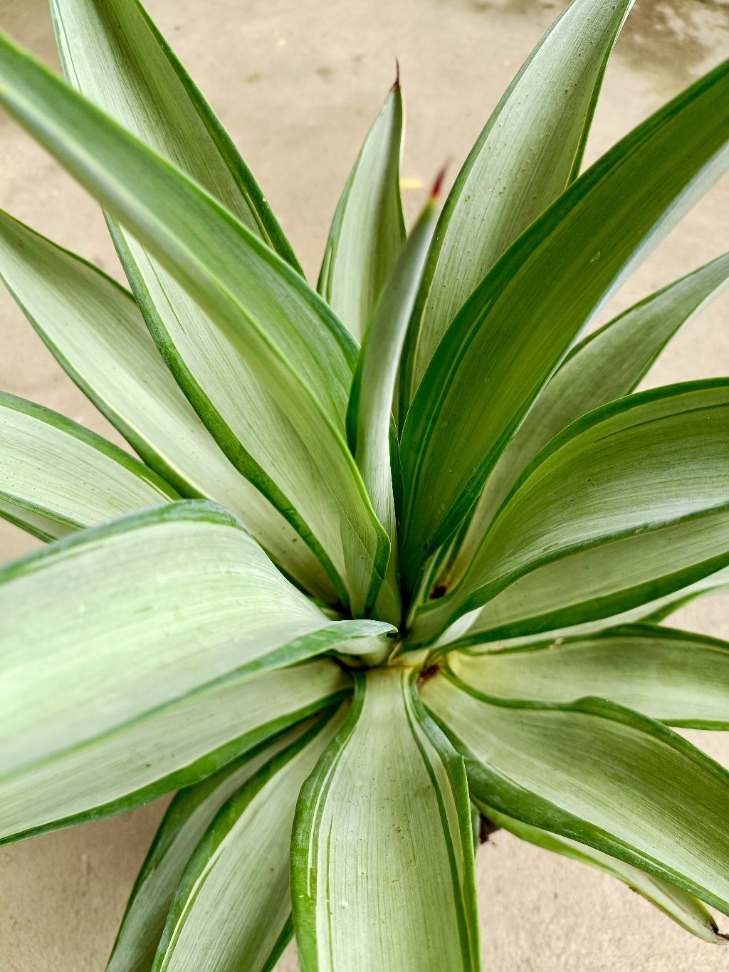 อากาเว่ปากนกแก้ว อากาเว่ ซิลเวอร์ควิก Agave Desmettiana Quicksilver ...