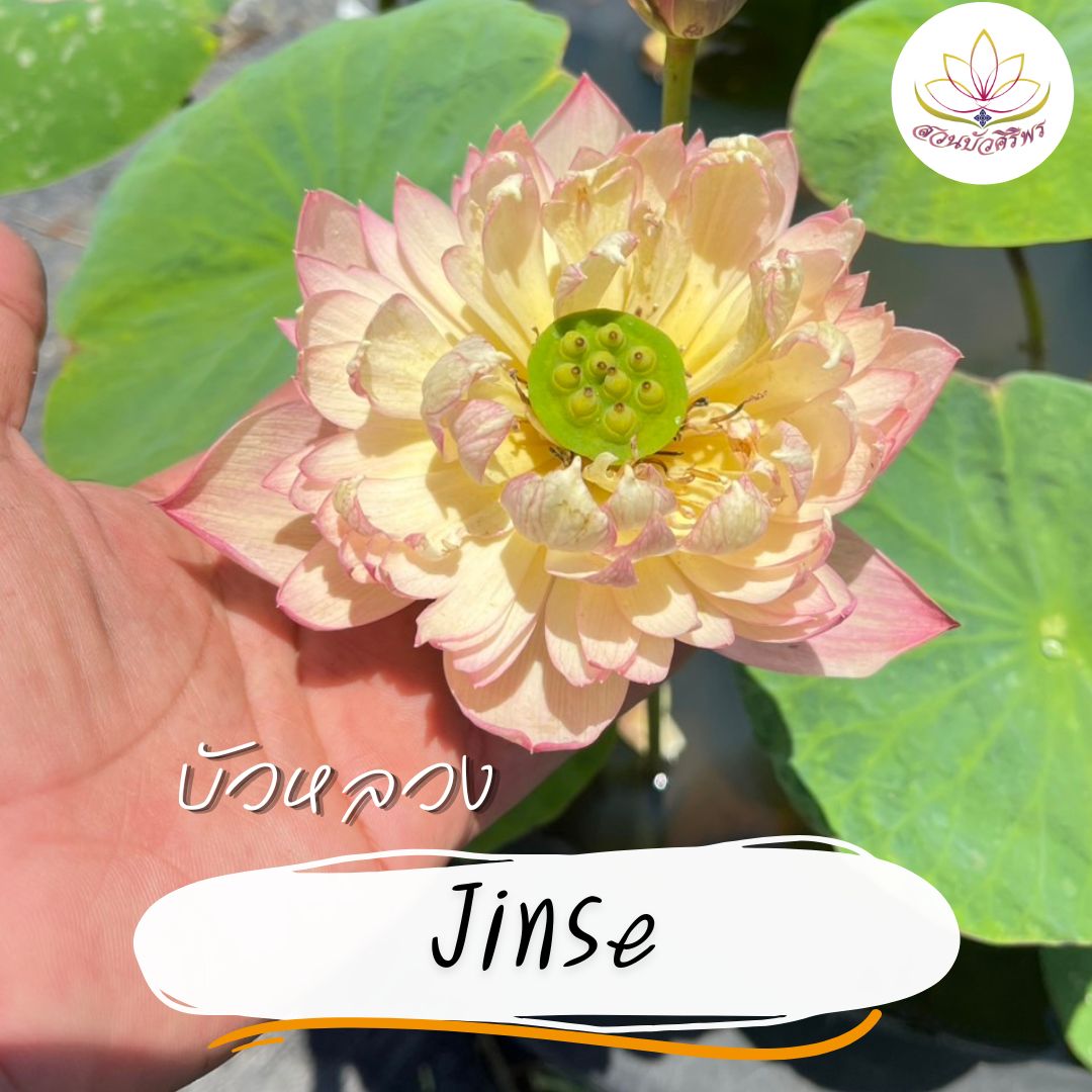 บัวหลวง Jinse "จิ๋นซี" บัวหลวงนำเข้าจากต่างประเทศ ต้นขนาดเล็ก สีส้มสดใส ...