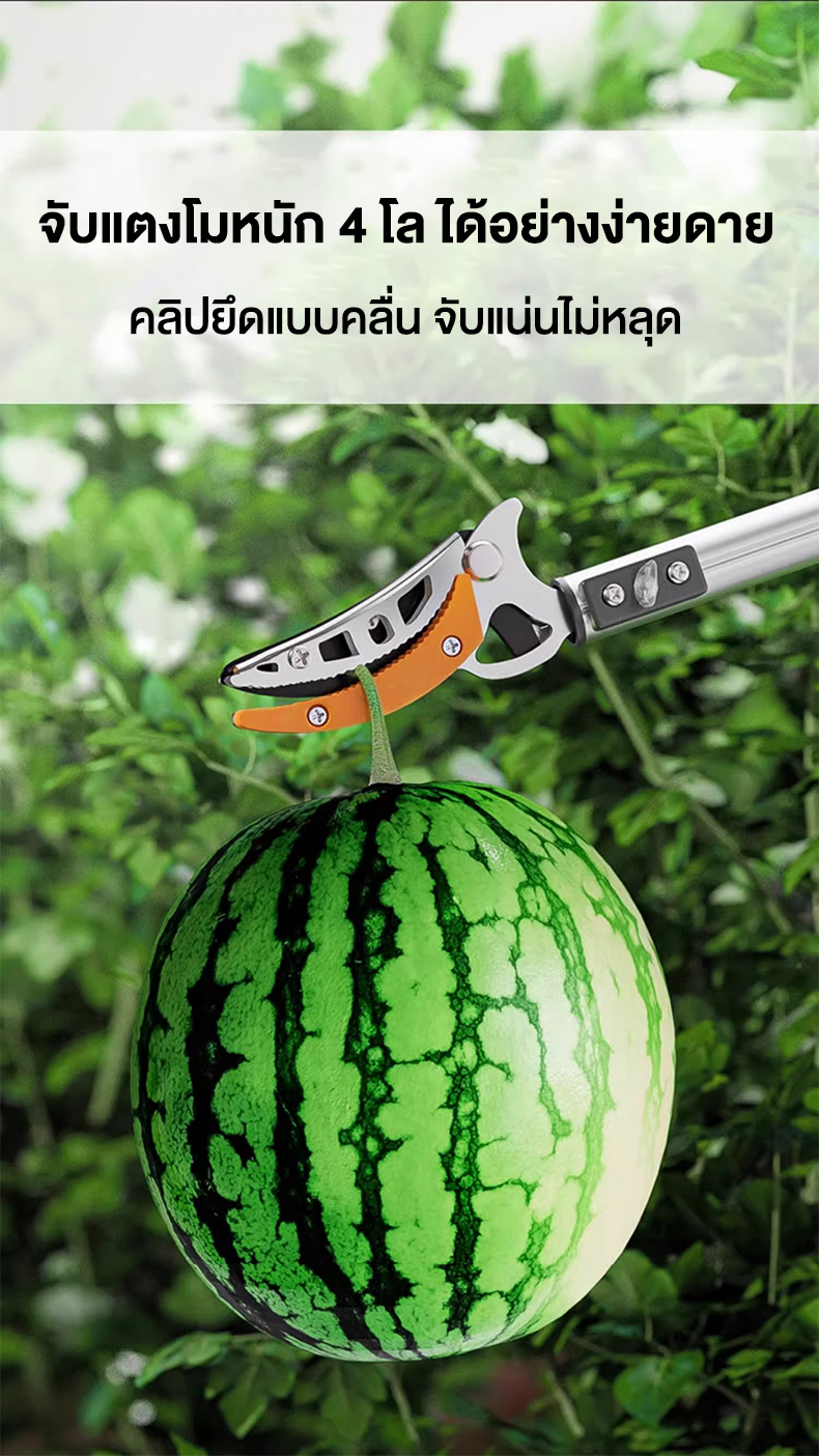 MAYILON แถมเลื่อยฟัน 30 ซม กรรไกรตัดกิ่ง ยืดหกถึง1.8-4.3M ตัด หนีบ เลื่อยได้3in1 SK5 กรรไกรเก็บ ...