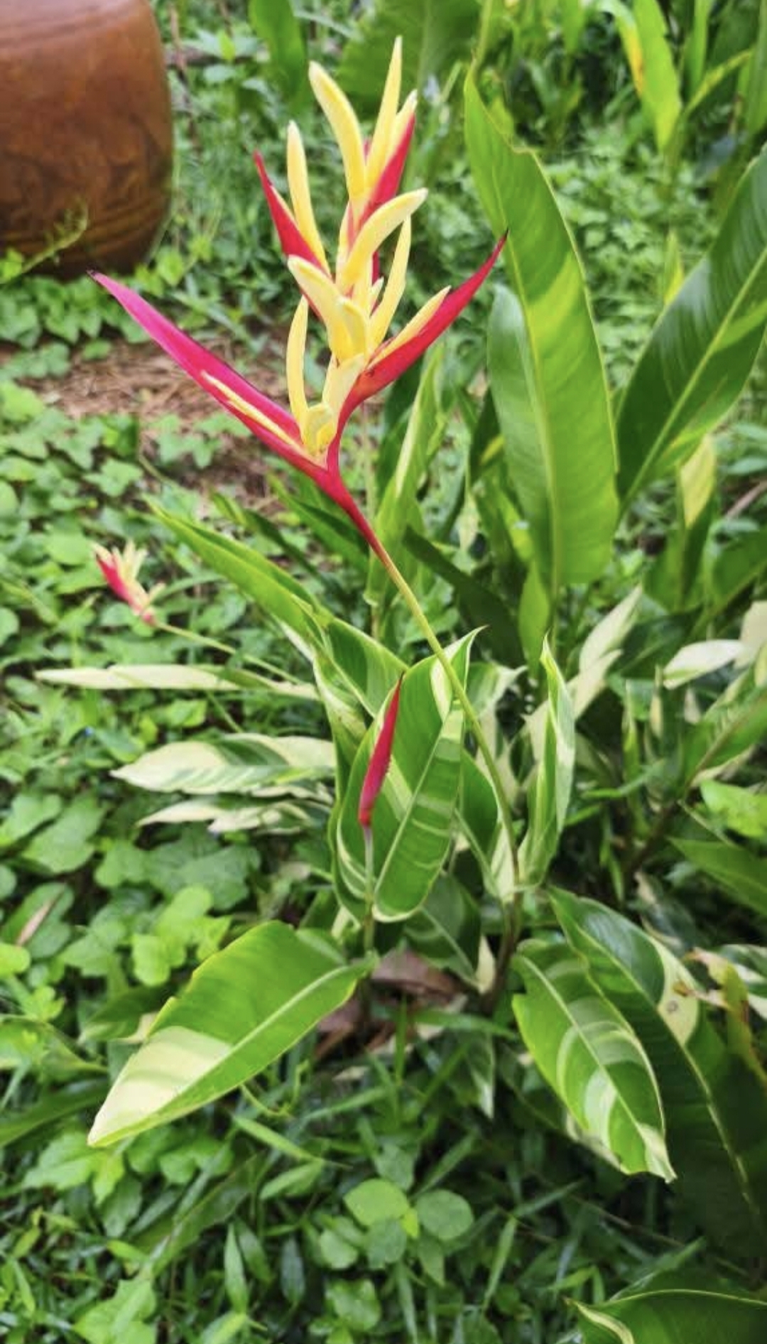 (1 หน่อ ) ดอก ต้น เฮลิโคเนีย heliconia แอนโดรมีดา Andromeda /Pimvimon | Shopee Thailand