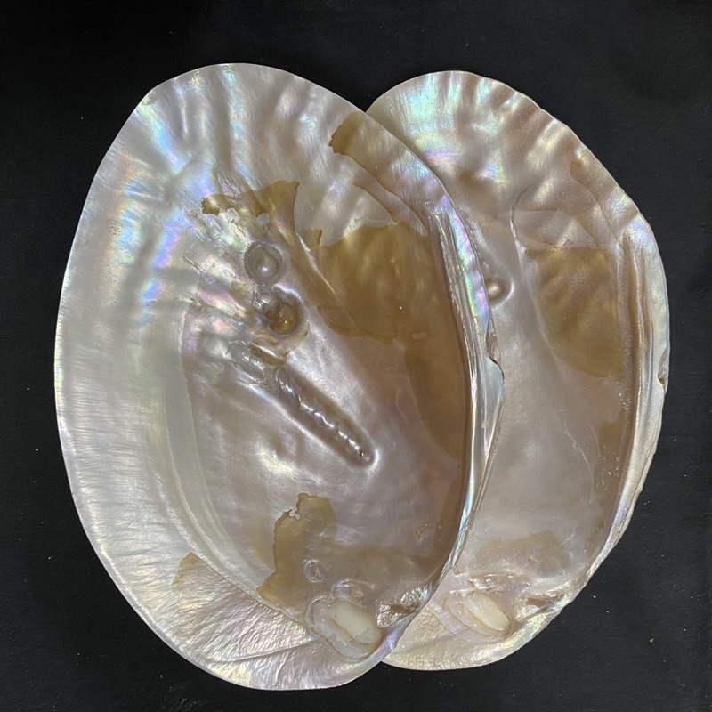 เปลือกหอยมุกขัดเงา POLISHED PEARL SHELL สำหรับผลไม้หรือจานอาหาร 11-20cm ...