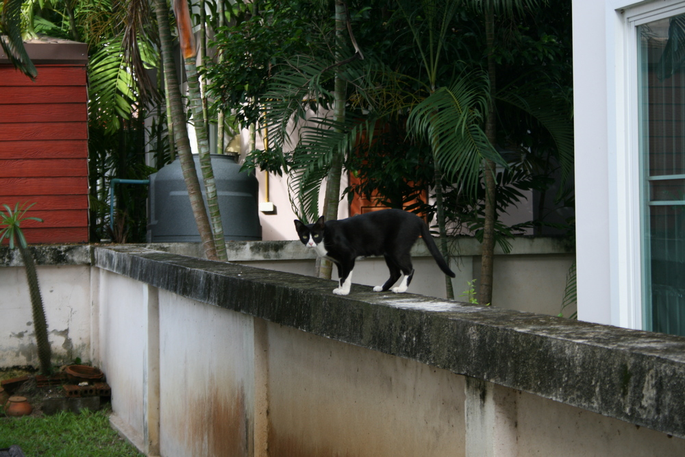 กล้อง Canon 400D + เลนส์ 18-55 สภาพสวย แถม CF Card พร้อมใช้งาน | Shopee ...