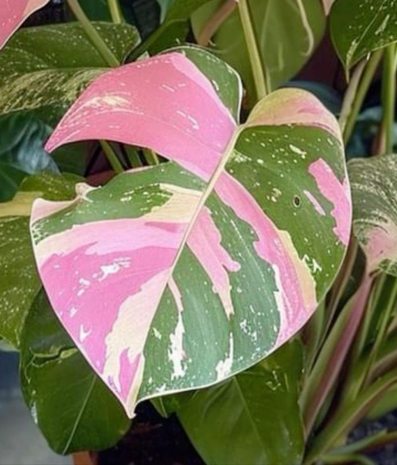 Monstera Variegata Rosaล๊อตลุ้นด่างชมพู ไม้เนื้อเยื่ออนุบาลพร้อมส่ง ...