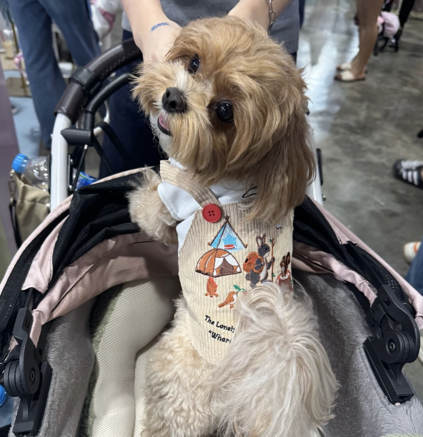 The Lonely Rabbit First Adventure ชุดเอี๊ยมสำหรับน้องหมา ชุดหมา ชุดแมว ...