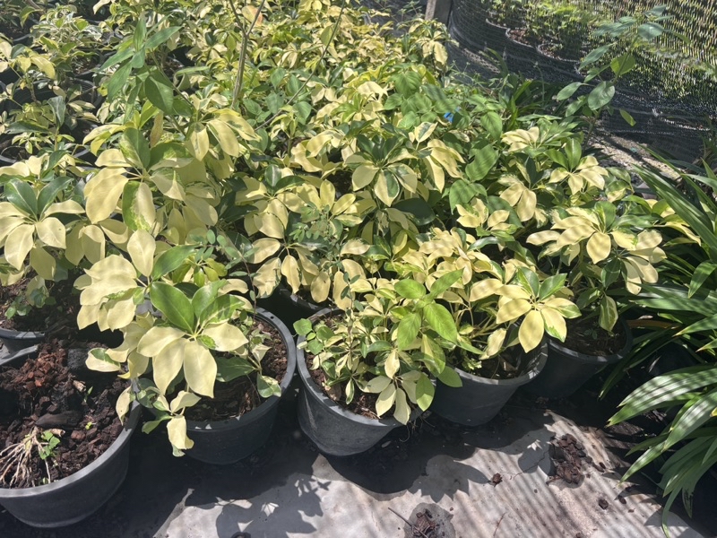 หนวดปลาหมึกแคระด่าง Schefflera arboricola (Hayata) Merr. | Shopee Thailand