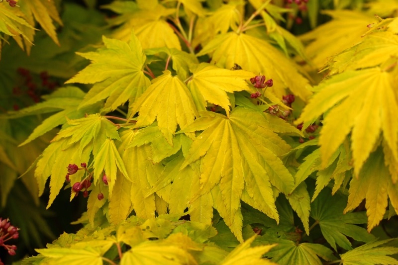 Jordan Japanese maple ต้นเมเปิ้ล สายพันธุ์ จอร์แดน ต้นเมเปิ้ลใบใหญ่ ...