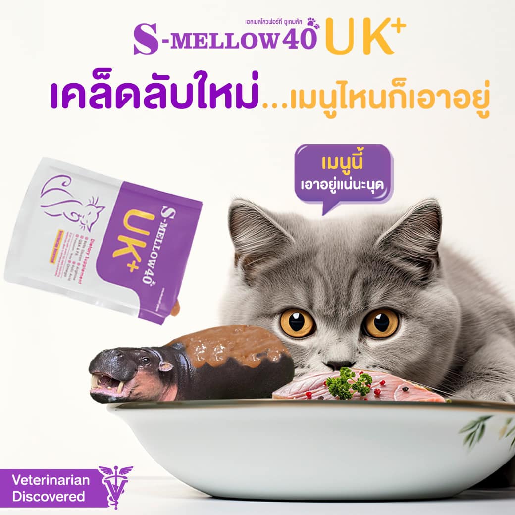 S-Mellow 40 UK CAT อาหารเสริมบำรุงร่างกาย เพิ่มความน่ากิน ขนาด 40g ...