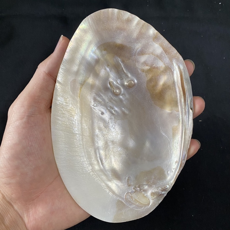 เปลือกหอยมุกขัดเงา POLISHED PEARL SHELL สำหรับผลไม้หรือจานอาหาร 11-20cm ...