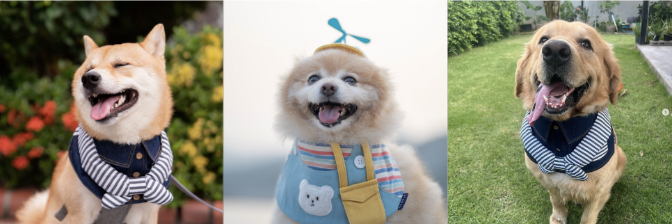 Momoji Vermilion Bib - Lava Red ชุดสุนัข ชุดน้องแมว ชุดตรุษจีน สีขาวแดง ...