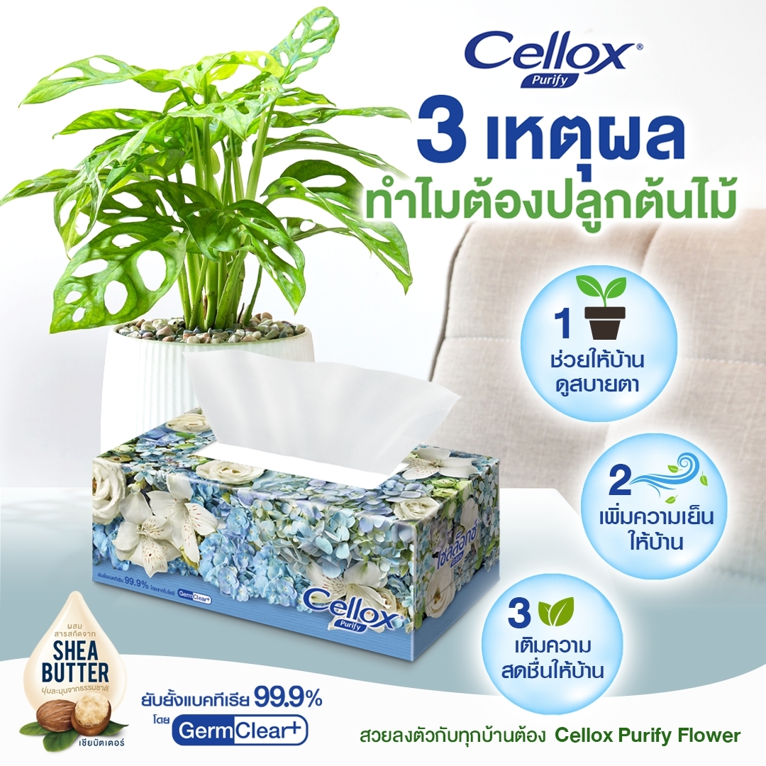 [ ยกลัง ] Cellox Purify Flower Box เซลล็อกซ์ พิวริฟาย ฟลาวเวอร์ กระดาษ ...