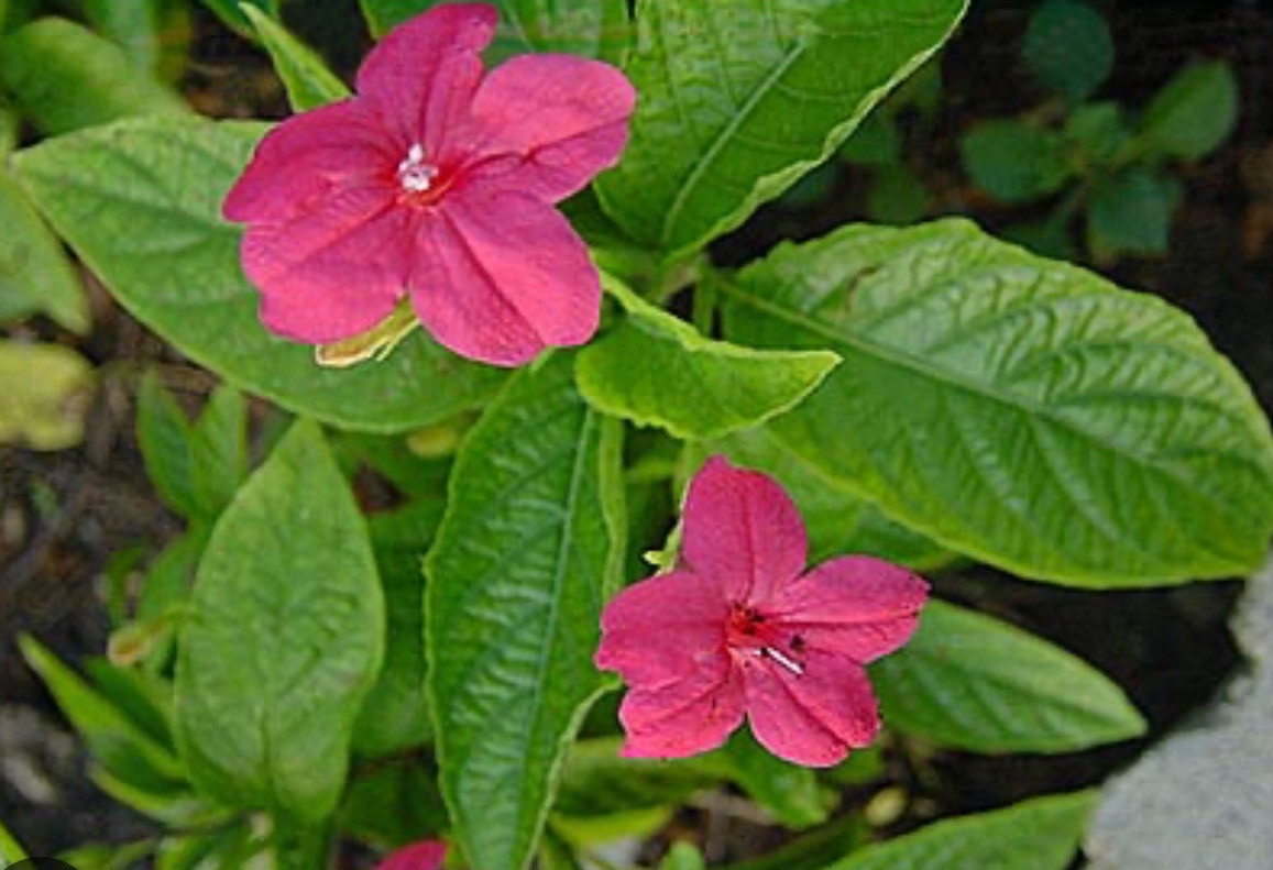 ต้นต้อยติ่งแดงหรือแดงซีลอน Red ruellia (Ruellia elegans) ร้านต้นไม้บ้านเพื่อน | Shopee Thailand