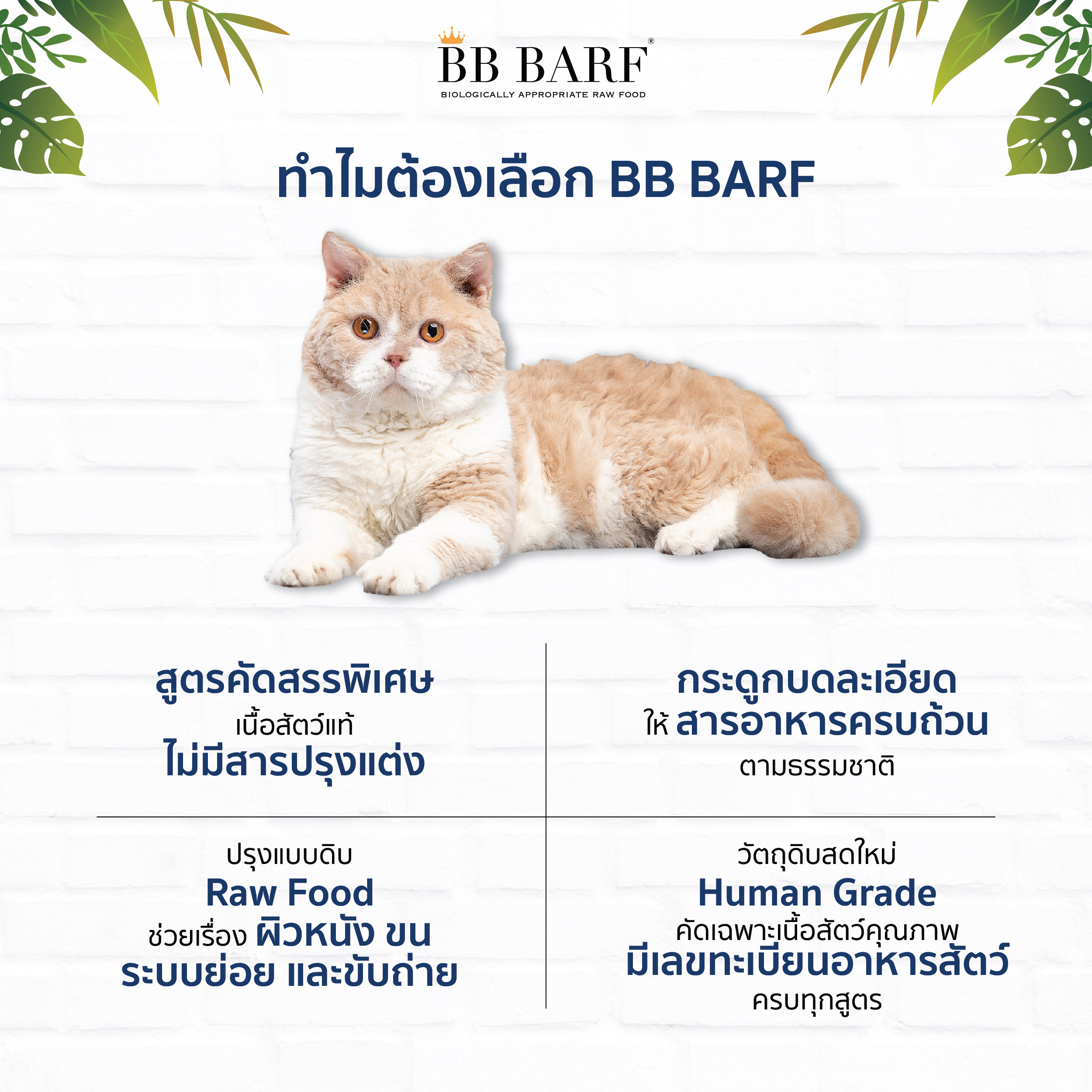 บาร์ฟแมว สูตรไก่ สูตรเป็ด อาหารแมว บีบี บาร์ฟ BB BARF อาหารสดดิบสำหรับ ...