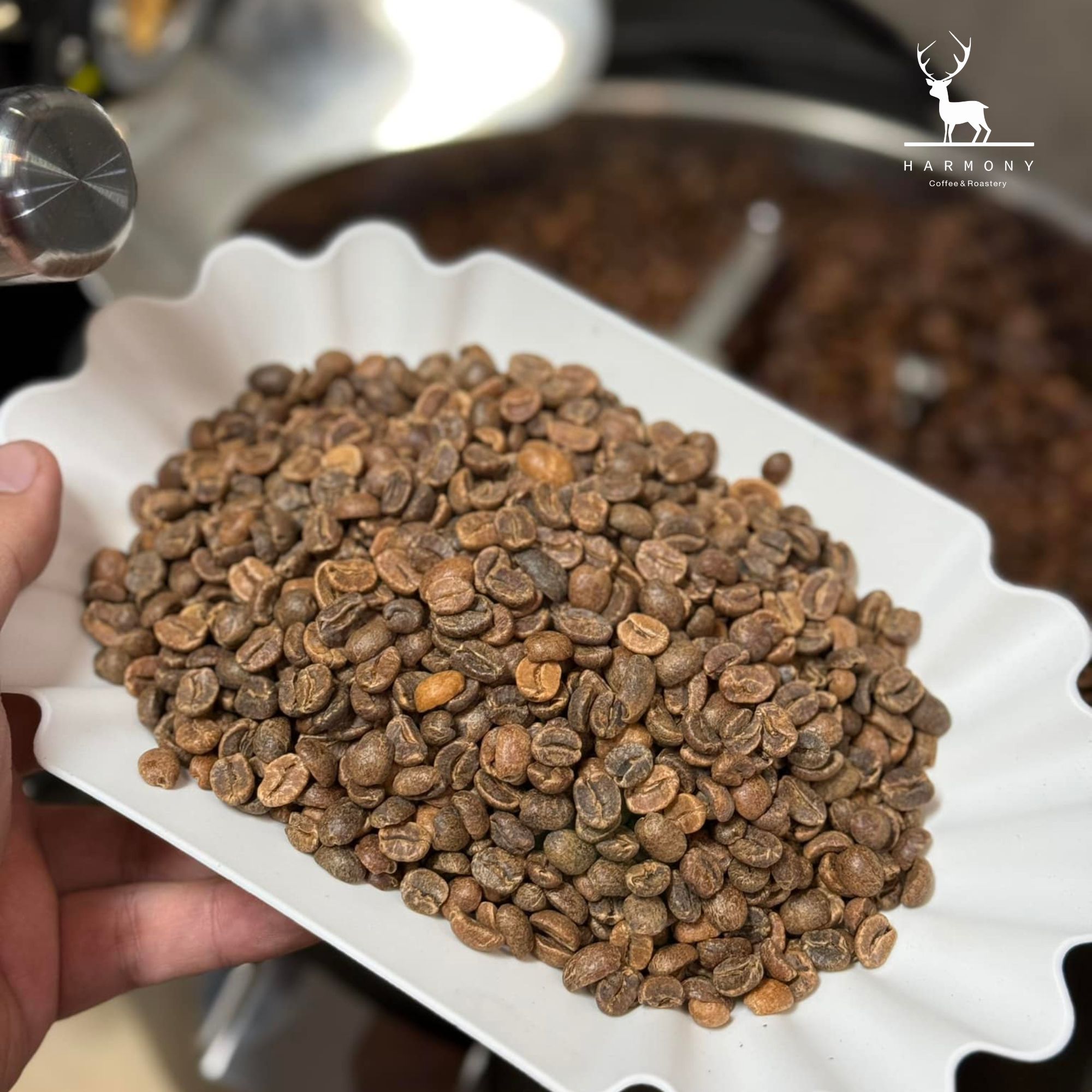 SIRINYA Natural : Harmony Coffee เมล็ดกาแฟคั่วอ่อนศิริญญา ดอยช้าง ...