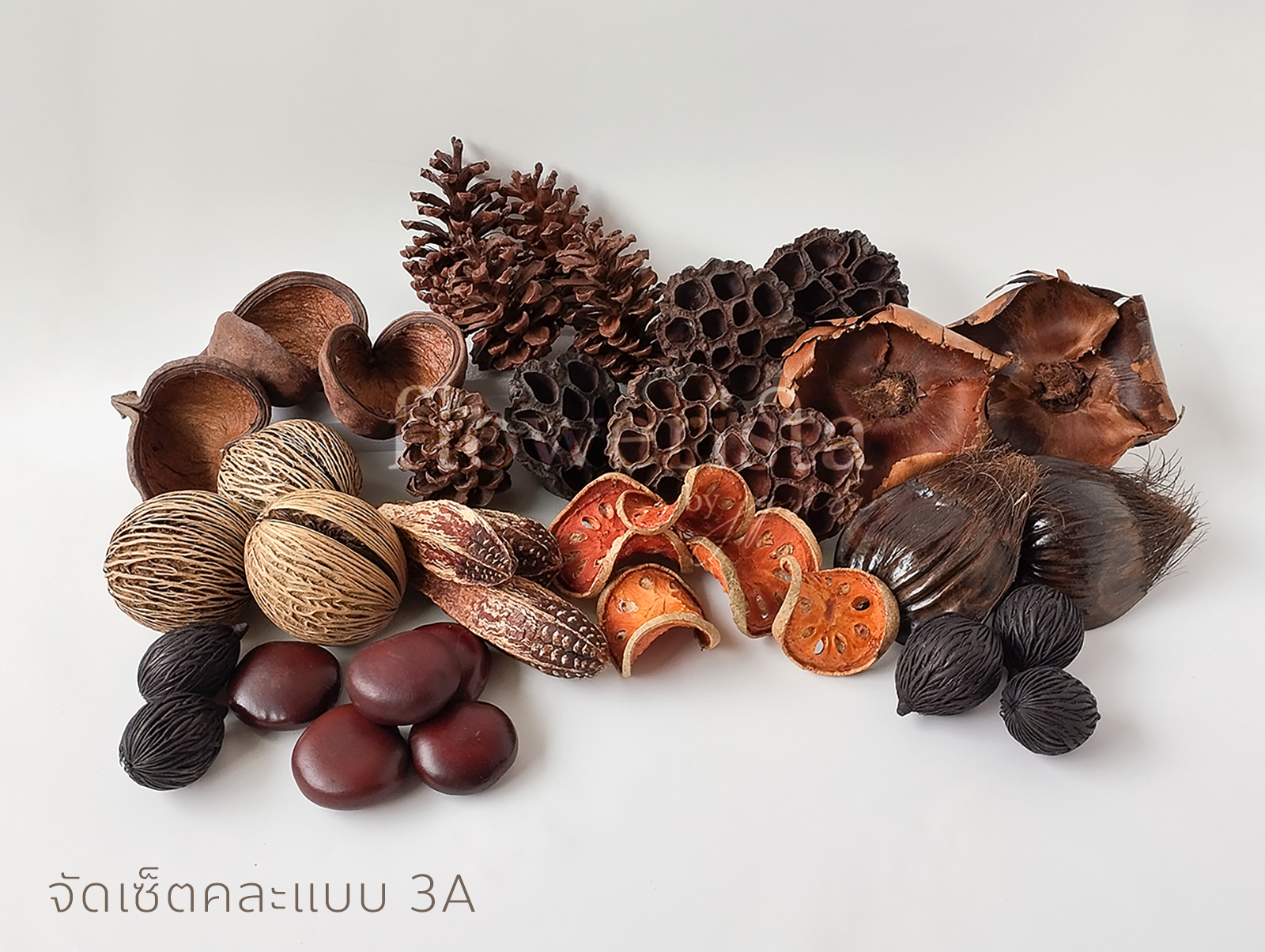 [Pine & Pod] พร๊อพถ่ายรูปสวยๆ ของแต่งบ้าน ลูกสนแห้ง เมล็ดปาล์มหาง ...