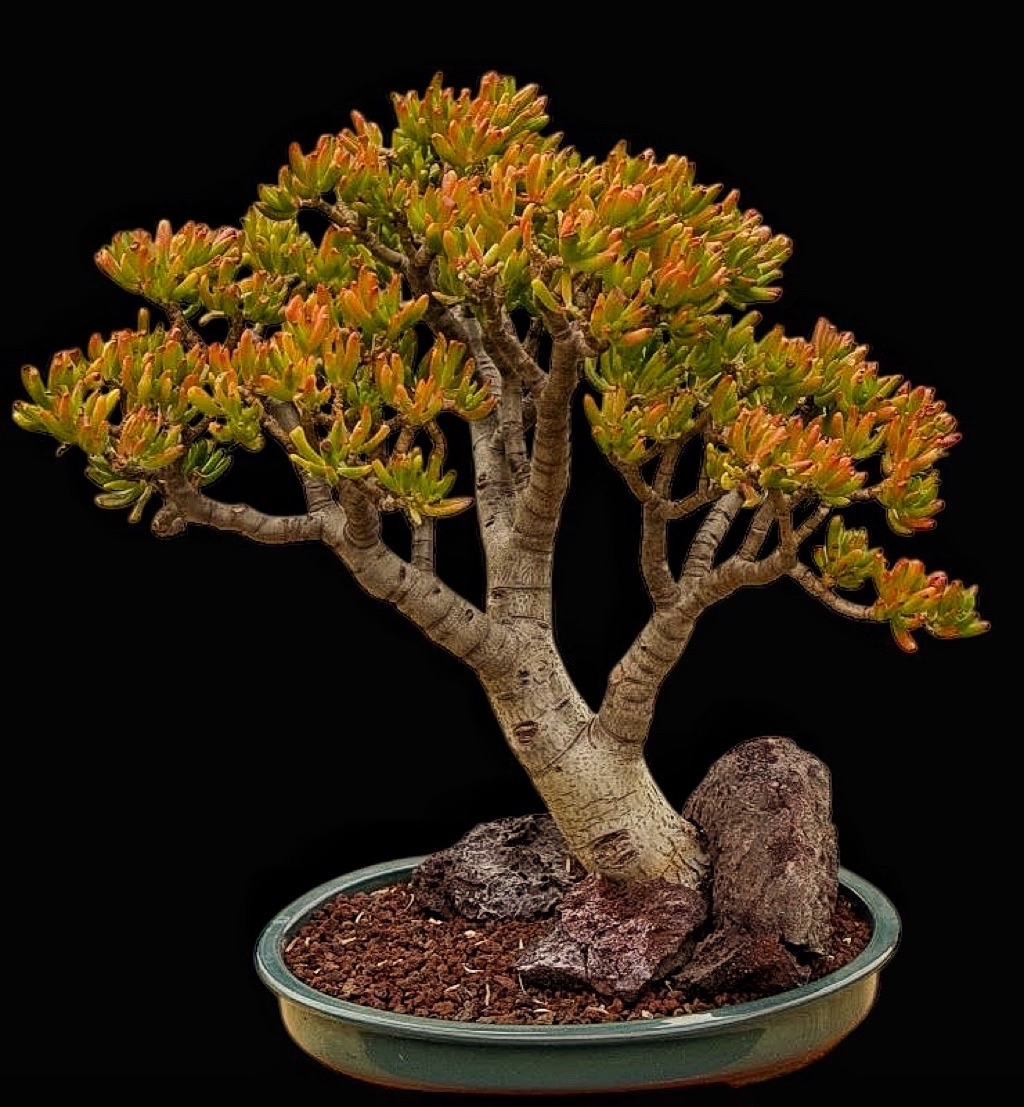 บอนไซไม้อวบน้ำ Hobbit cactus&succulents plantsแคคตัสกระบองเพชรบอนไซ ถัง ...