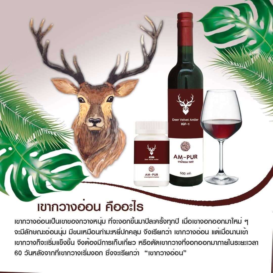 Am-Pur (1 ขวด) 🦌🦌AM-PUR แอม-เพอ เขากวางอ่อน | Shopee Thailand