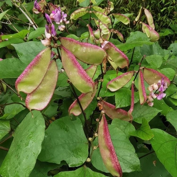 Batao Seeds - Vegetable Seeds BATAO SEEDS - (5 seeds) Batao Seeds/High ...