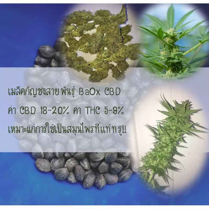 เมล็ดกัญชงสายพันธุ์ BaOx สมุนไพรชั้นเลิศ ให้ค่า CBD สูง เหมาะแก่การเป็น ...