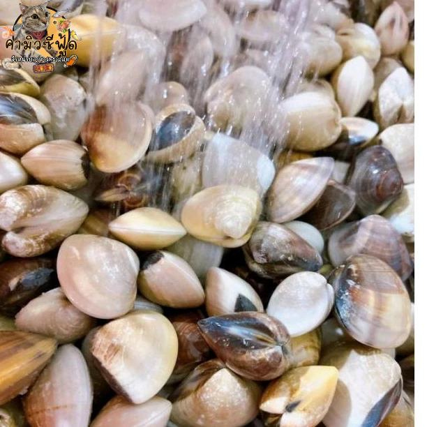 หอยตลับถุง ถุงละ2กิโลกรัม ขนาด30-40ตัวต่อโล | Shopee Thailand