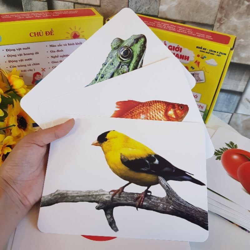 Flashcard Smart Learning Card Set 15 หัวข ้ อ ขนาด A5 | Shopee Thailand