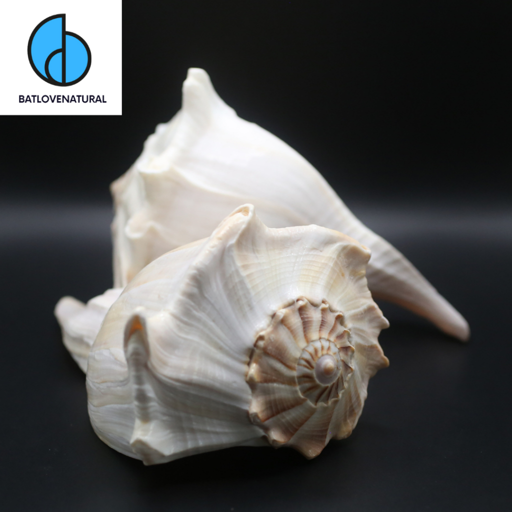 Lightning Whelk Screw Shell - เปลือกสกรูสวยงาม - เปลือกสกรูตกแต ่ งหลาย ...